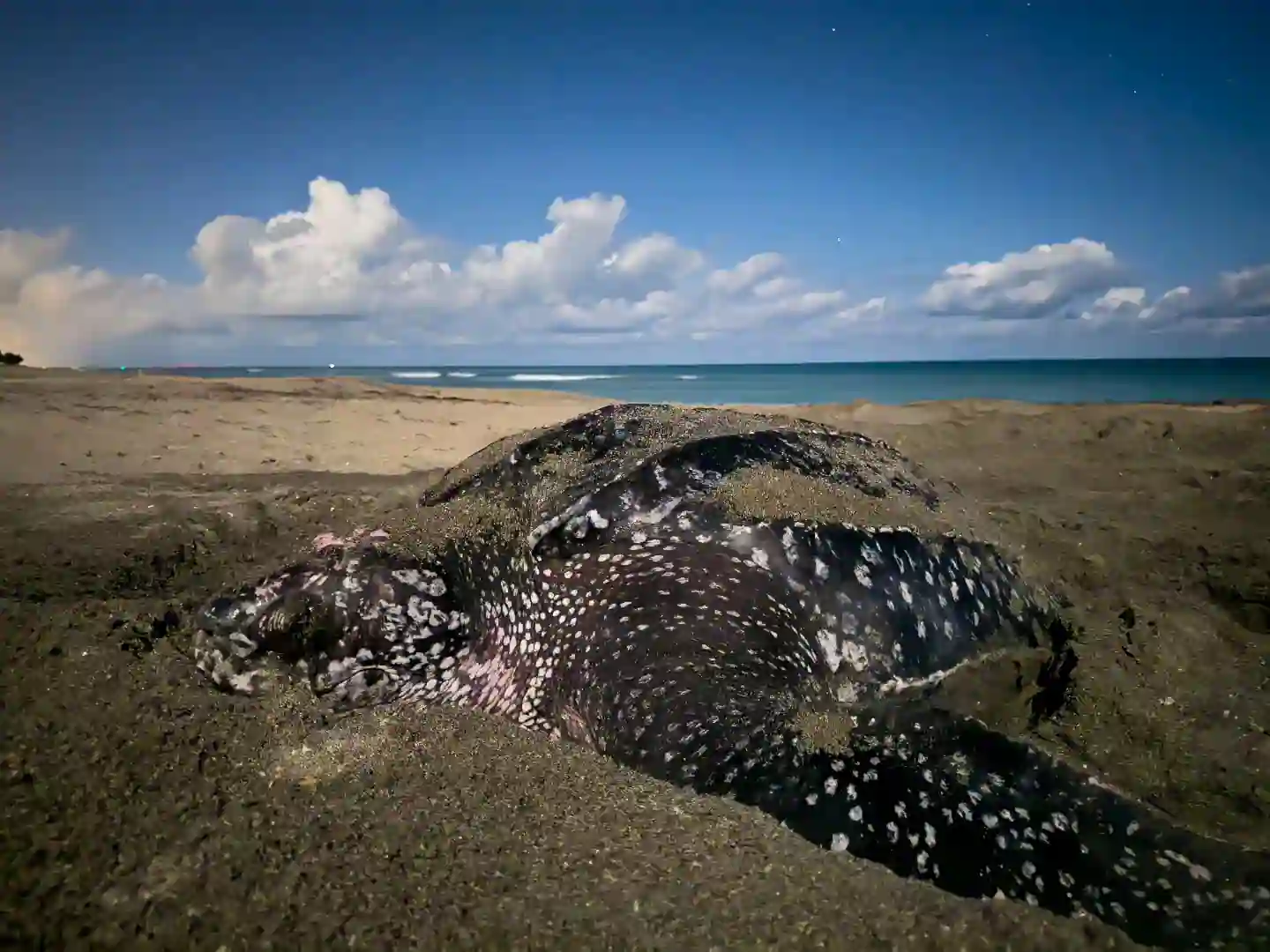 First leatherback turtle hatchlings sighted at Trinidad’s Maracas Beach ...